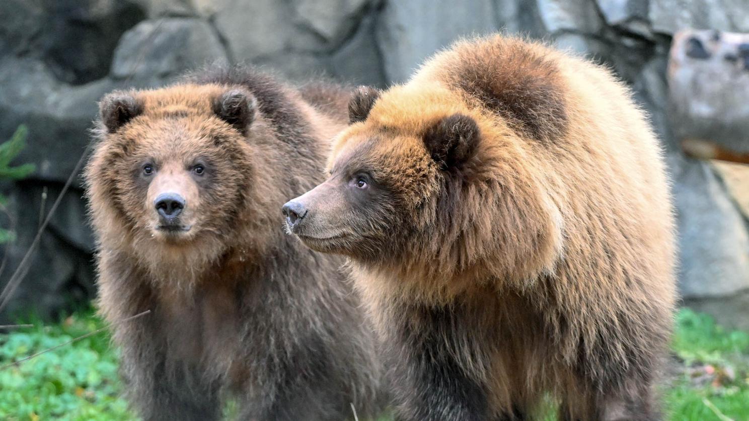 We can bear-ly contain our excitement | FedEx Cares